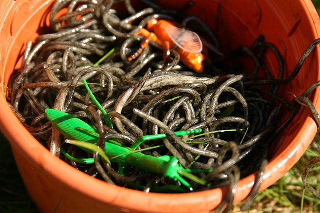 Frogs in My Pockets: Bug Spaghetti