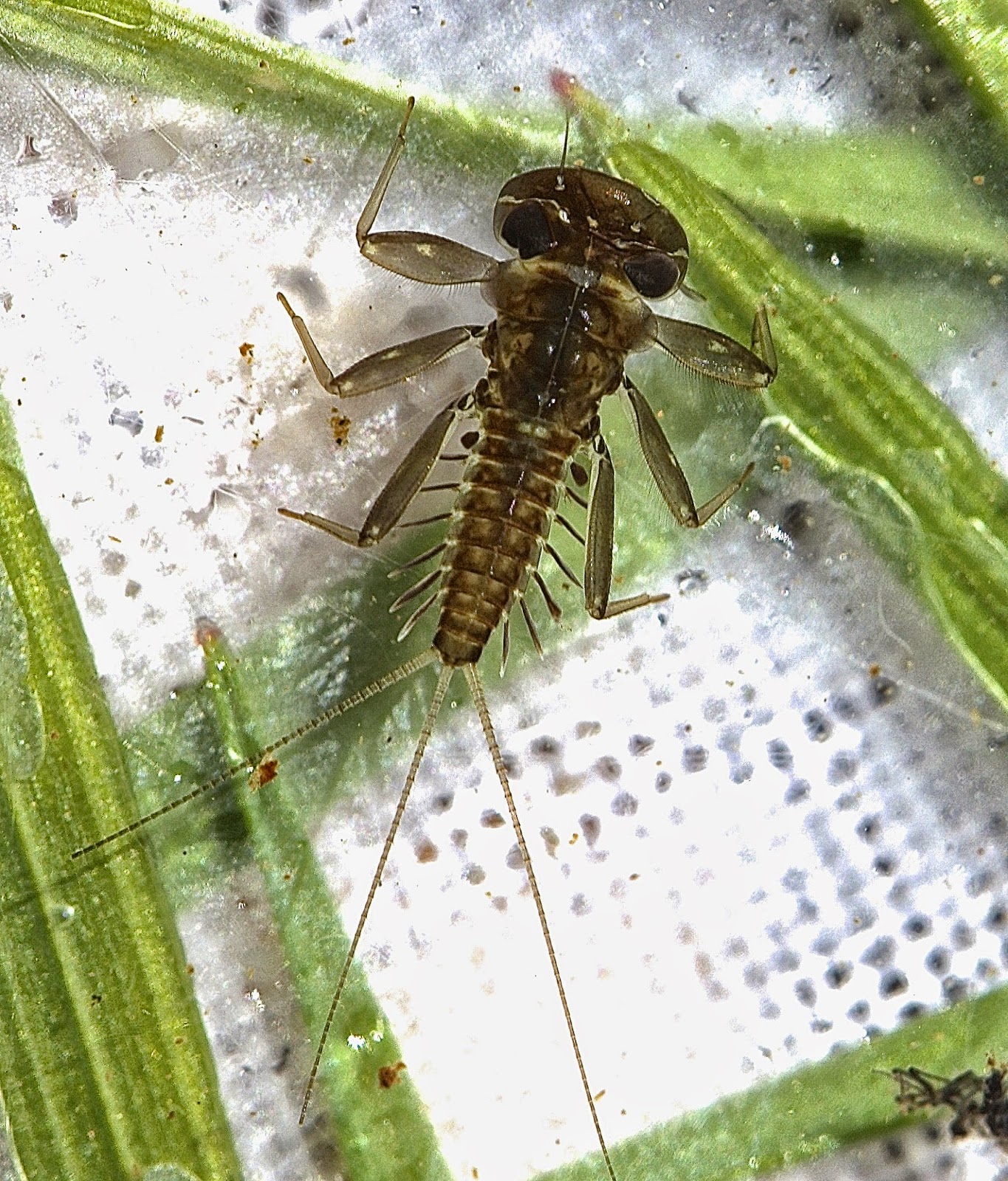 Aquatic Insects of Central Virginia: Leucrocuta flatheaded mayflies ...