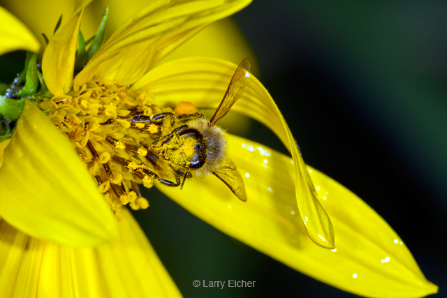 Larry at Larry's Images.com: Western Honey Bees