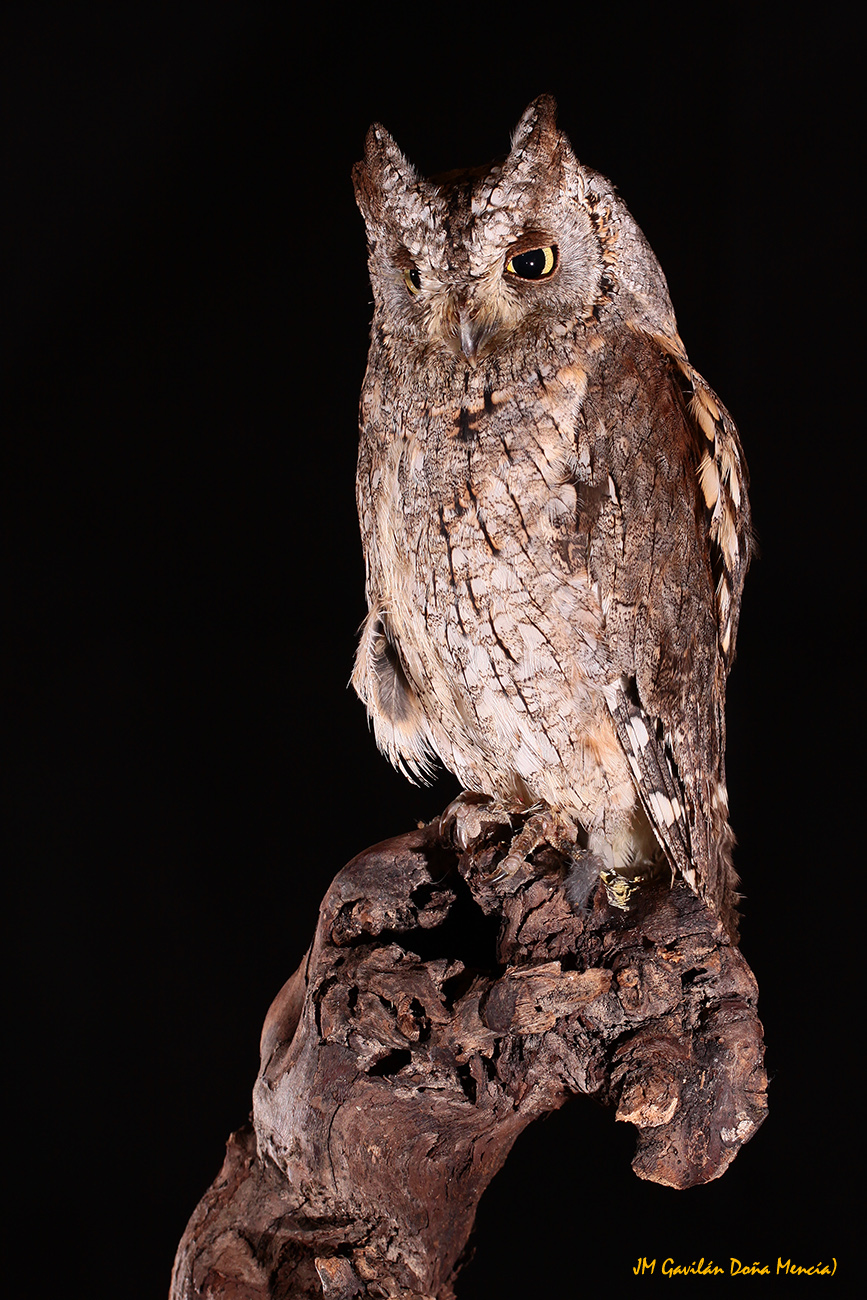 Fotografía de Naturaleza - JM Gavilán: Autillo Europeo (Otus scops)