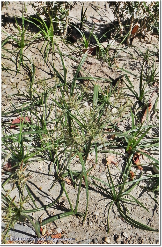 NaturAranjuez: Cyperus rotundus (JUNCIA)