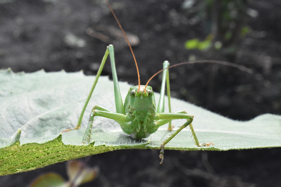 Clima: le cavallette devastano la Sardegna, è catastrofe biologica