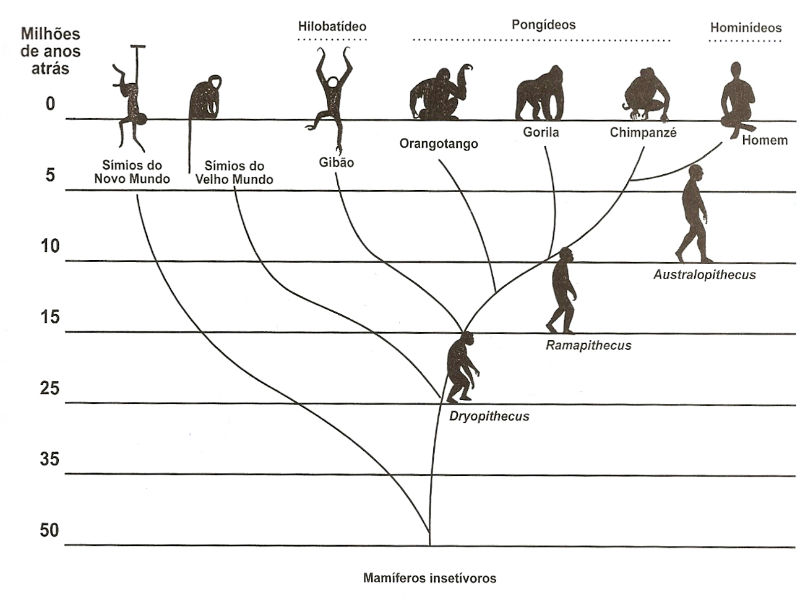 Com Ciências: Turma 3005/3006 - Filogenia