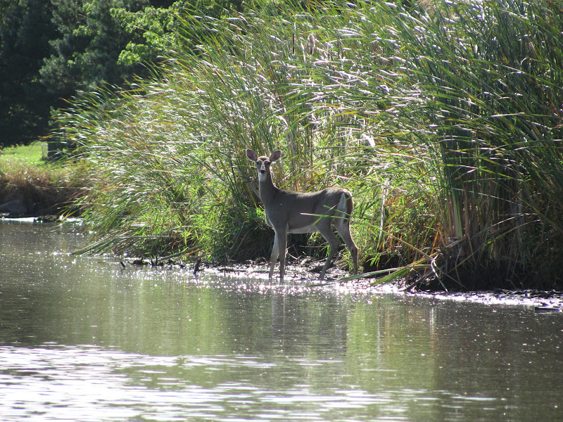 Kayaking the Lakes of South Dakota: Split Rock Lake (Minnesota)