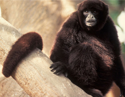 Woolly Monkey - Wild Life Planet
