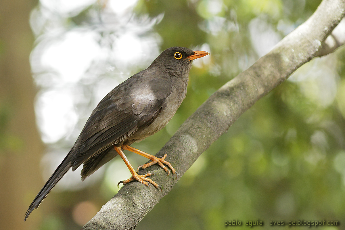 mis fotos de aves: Turdus fuscater Mirlo Grande Great Thrush