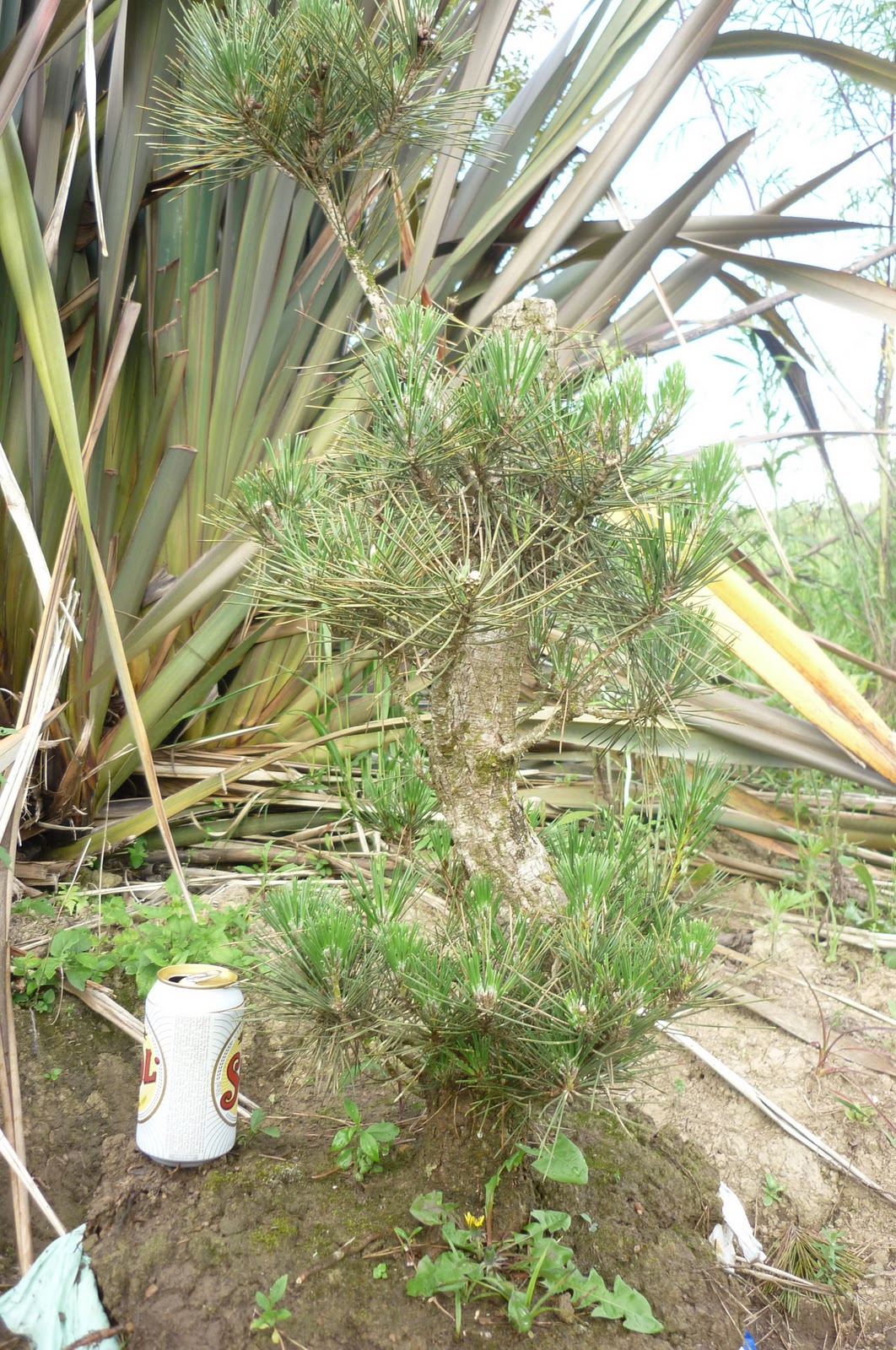 Bonsai: Bonsai Cultivo de Pinheiro Negro (Japanese Black Pine Development)