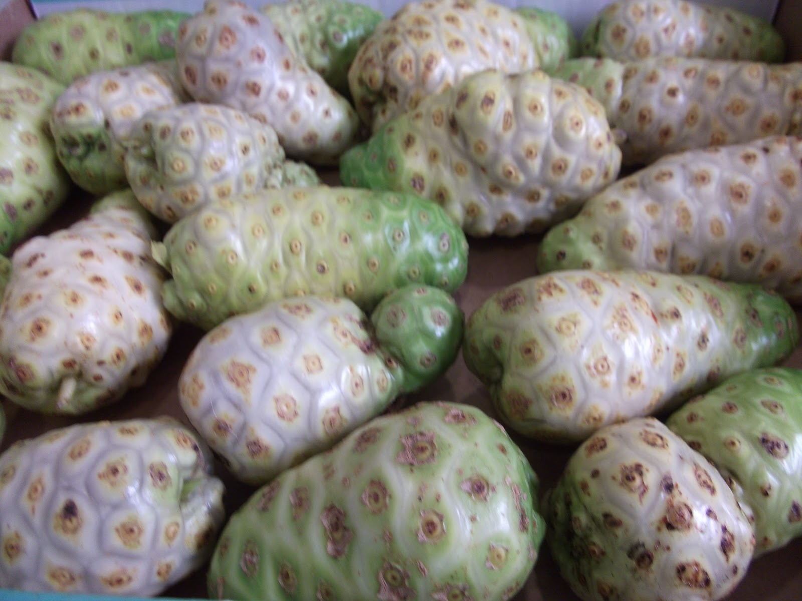 Natureza Viva: As propriedades da Fruta Noni