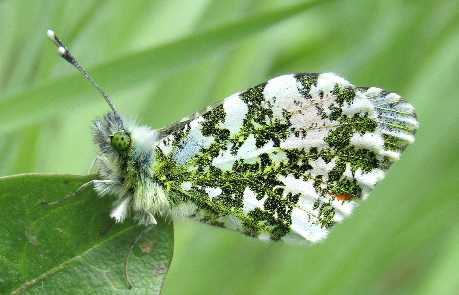 Insects getting jiggy with it