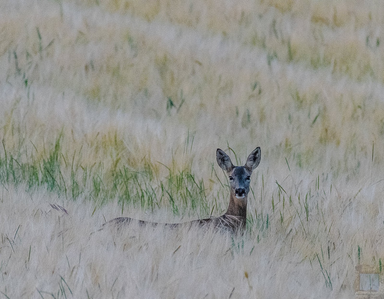 fuentemolinosblog: Corza y corzo