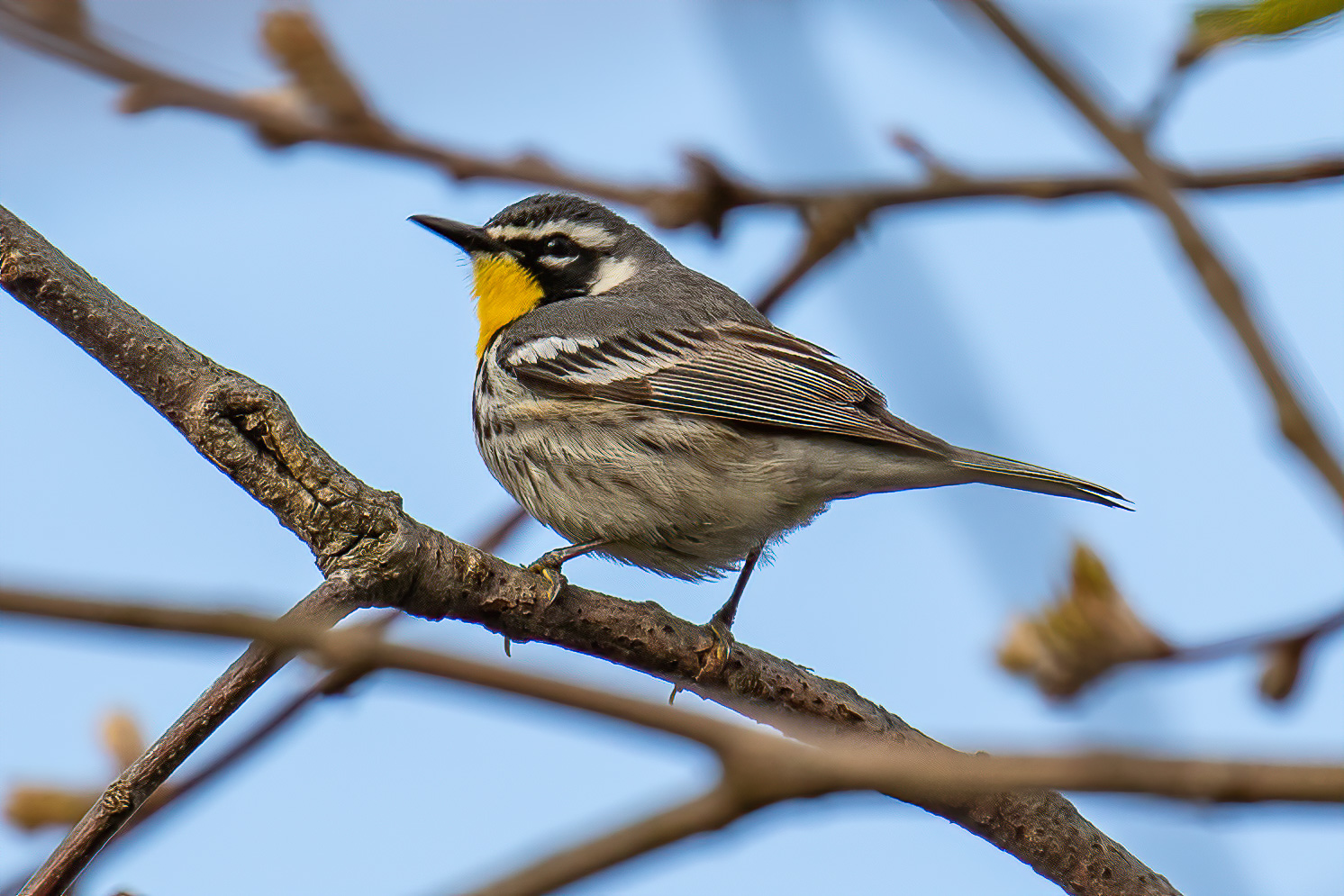 A Respite of Warblers in Connecticut