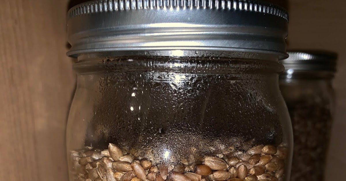 Inoculation: A Full Guide with Tips & Tricks