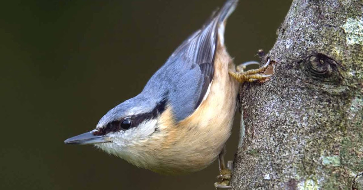 Hilly Fields Birdwatch: The Upside Down Bird