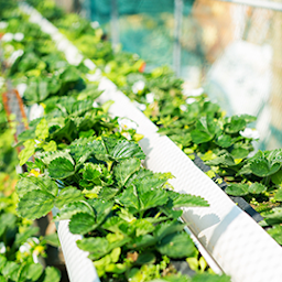 MENGENAL AGRIBISNIS DAN PROSPEKNYA