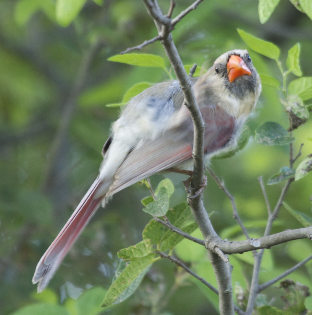 Butler's Birds: Texas Revisited: The First Inkerrsion, Government ...