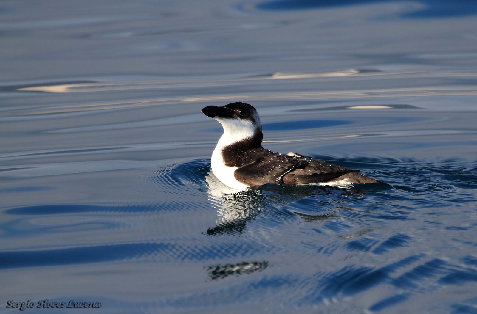 Viajes, Salidas, Naturaleza, (Fotografía).: Alca Común (Alca torda).