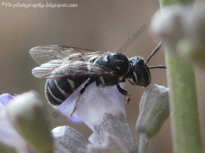 Insect Pollinators | Nature, Cultural, and Travel Photography Blog