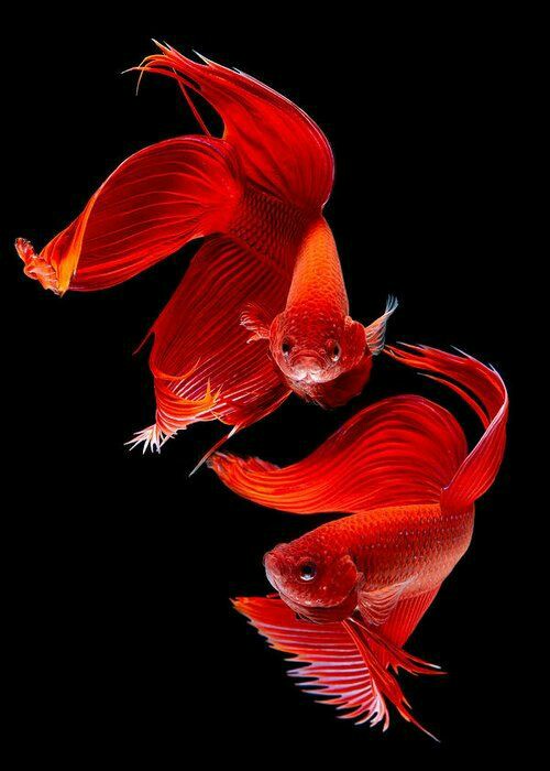 Beautiful red fish