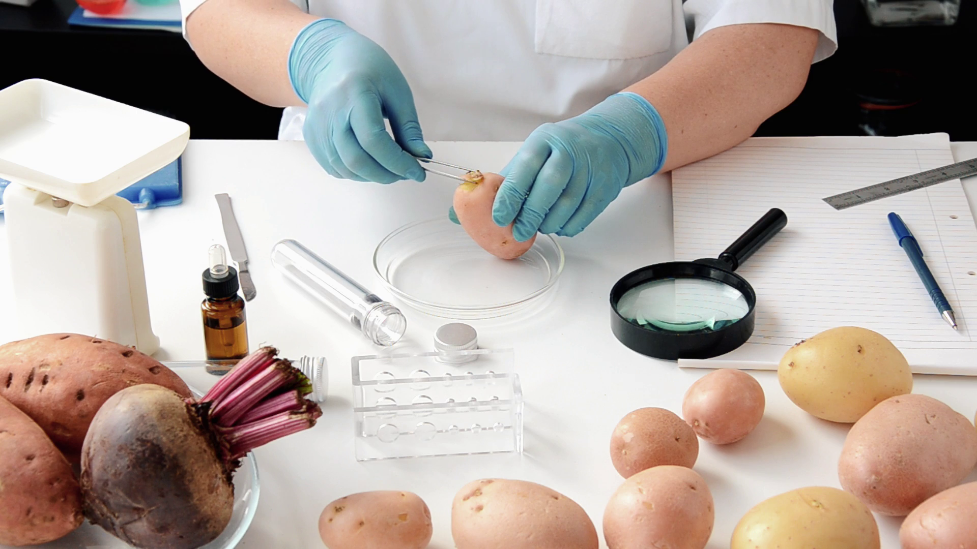 Taking a potato eye into test-tube