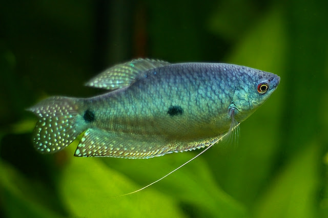 Aquarium fish Family Labyrinth(Belontiidae): Betta, Gourami(Trichopsis ...