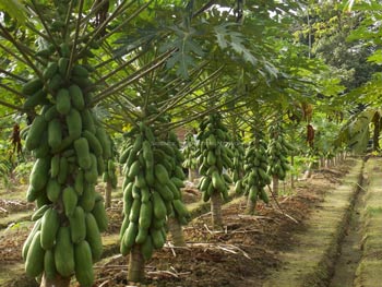 Muthia Tani: Pepaya Merah Delima