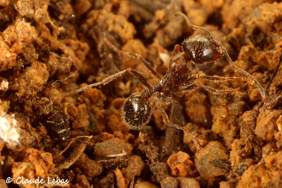 fourmis du genre Messor: Le genre Messor