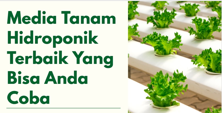 Media Tanam Hidroponik Terbaik Yang Bisa Anda Coba - Manyasah Ilmu