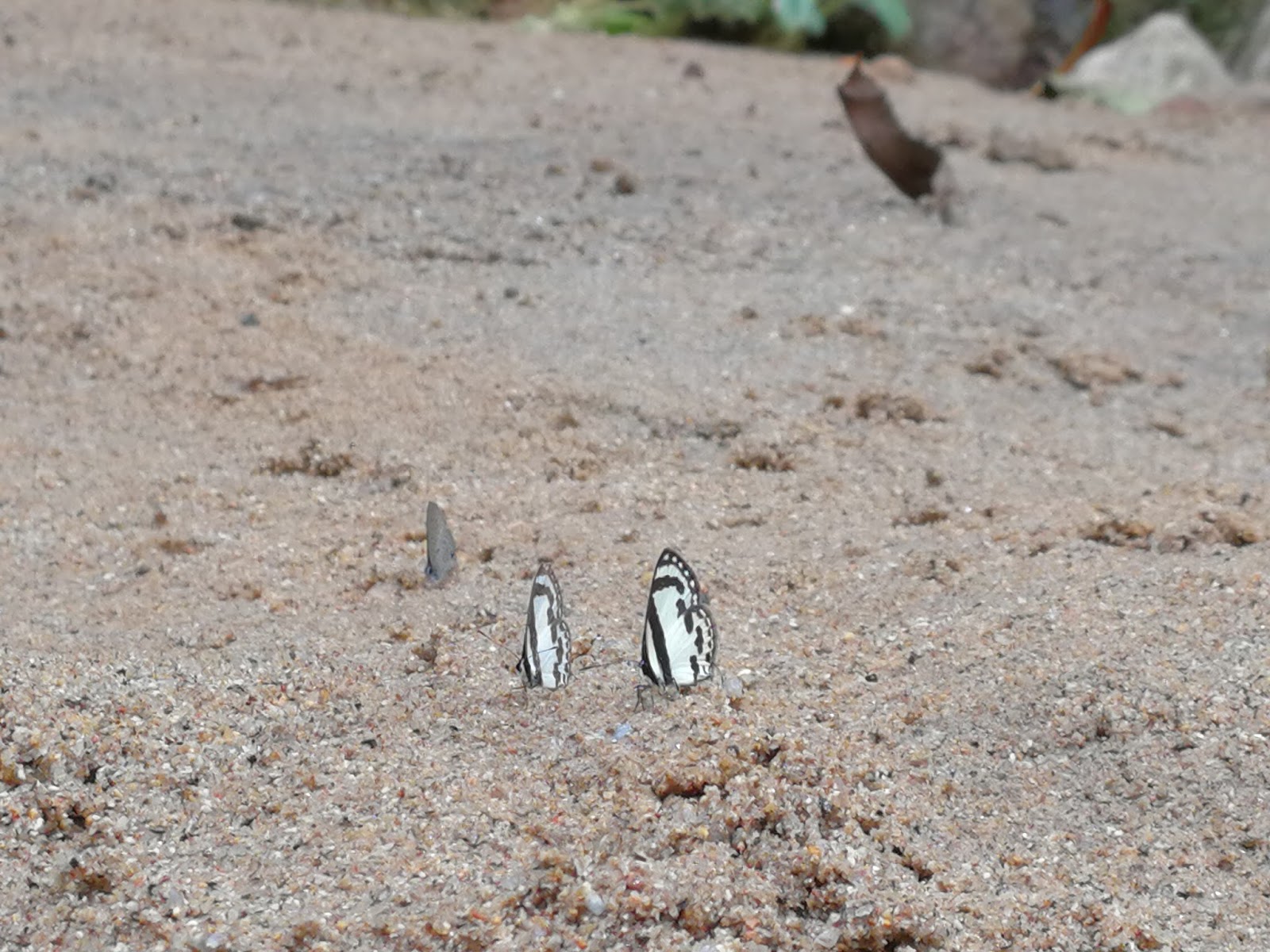 My Riding Universe: Ride & Camp to Ulu Geroh, Gopeng