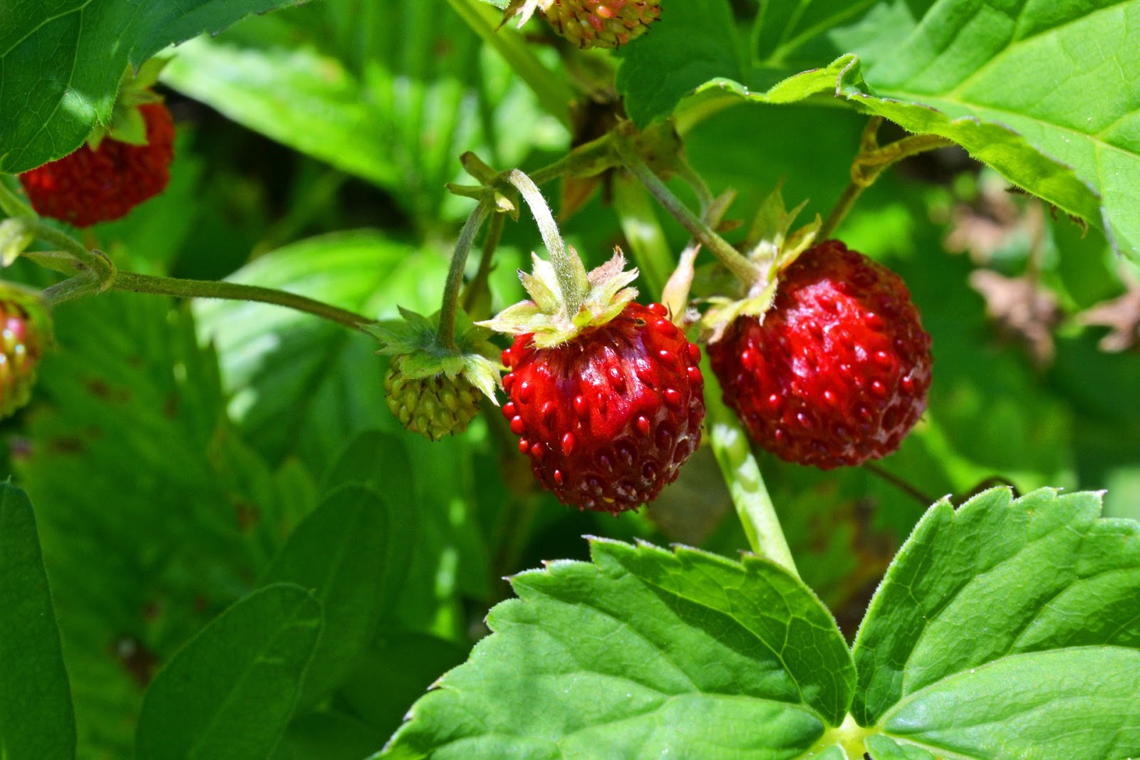 MEDICINAL BENEFITS OF WILD STRAWBERRY (FRAGARIA VESCA)