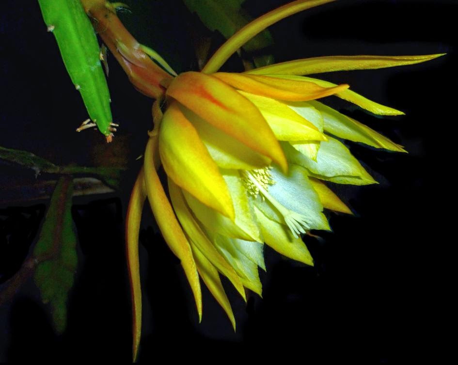 Pesona Bunga Wijaya Kusuma Yang Mengandung Misteri | Tips Petani