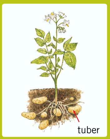 SGAguilar Javier Ramos: PLANT REPRODUCTION (Science Year 5, Unit 2)