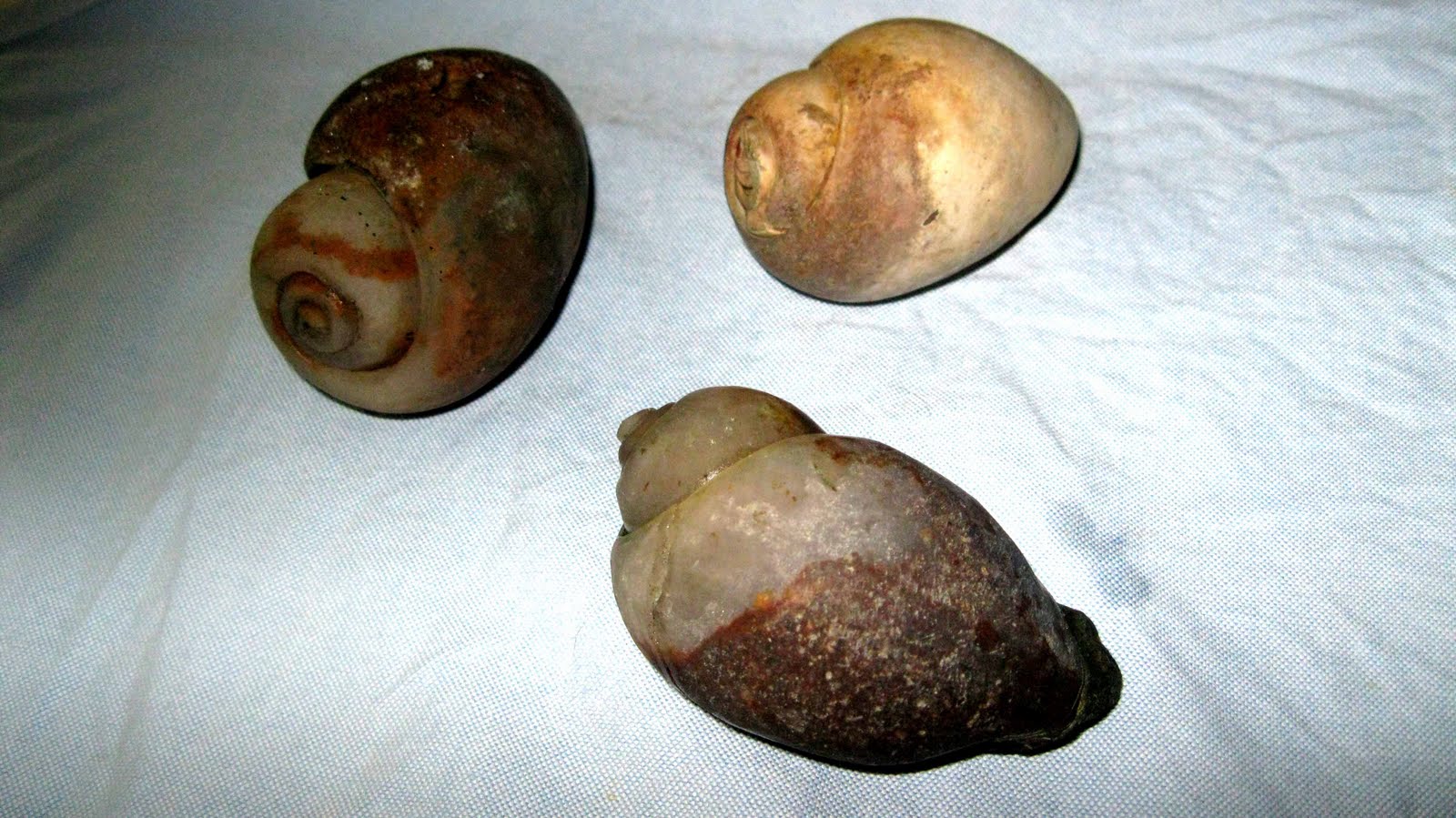 Malhar: Conch Shells : Fossils