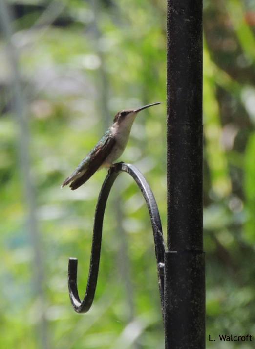 The View from Squirrel Ridge: A Little Hummingbird and Some Growing Geese