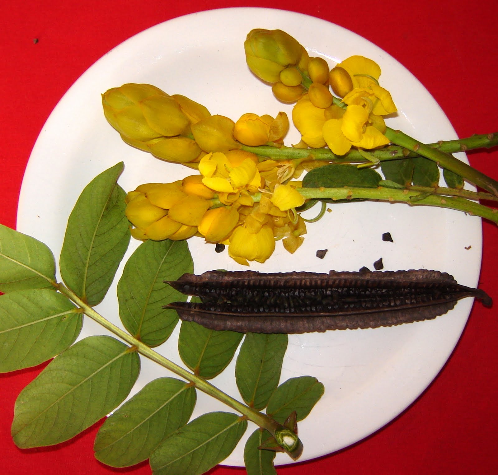 v e r d e c h a c o: Senna