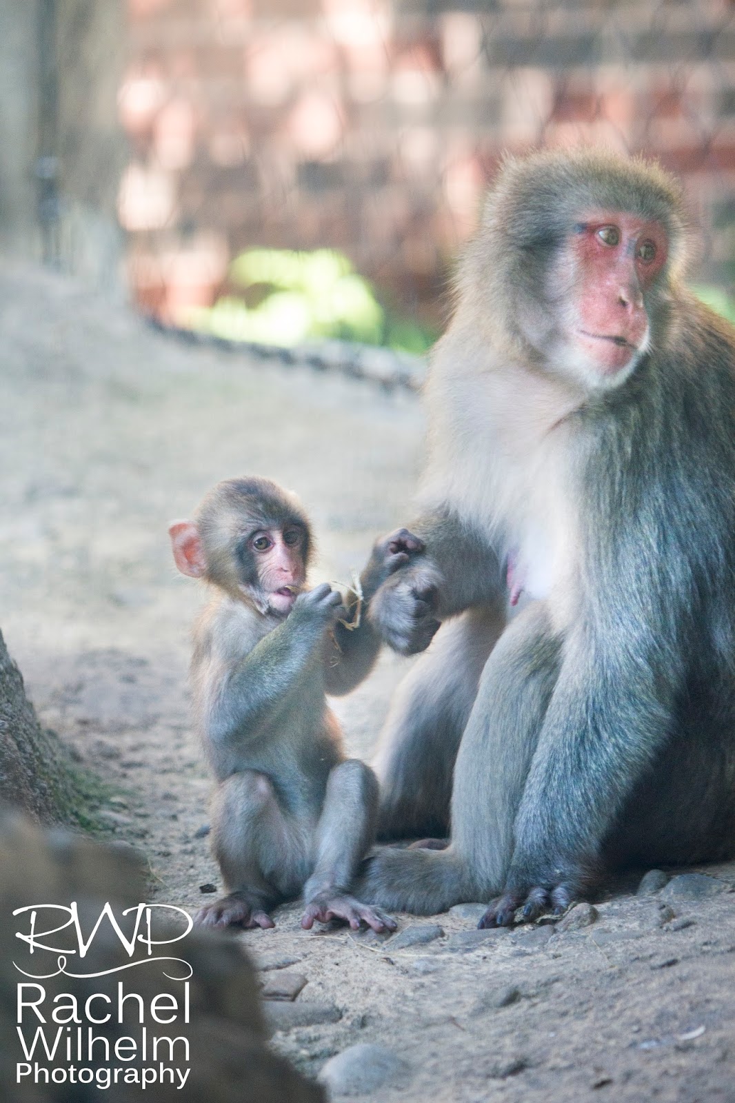 RWP Wildlife: Baby Monkey Playing with Mother