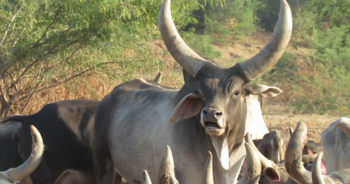 kankrej cow Facts, Milk Capacity & Benefits, Origin