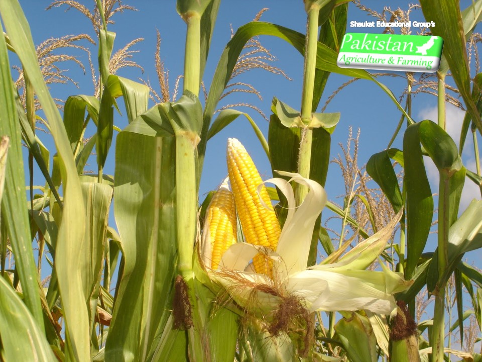 Production Technology For Maize production-technology-for-maize