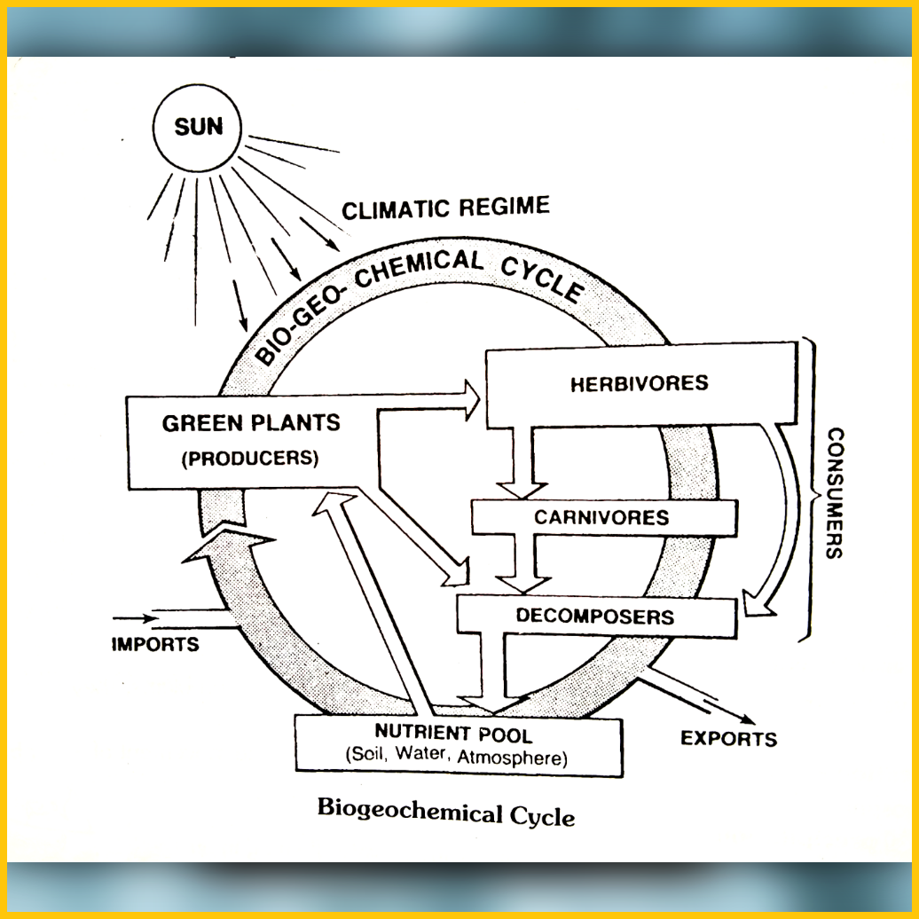 Nutrient cycle in environment