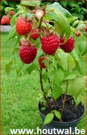 Inheems- en uitheems fruit: Fruit aan een haag.