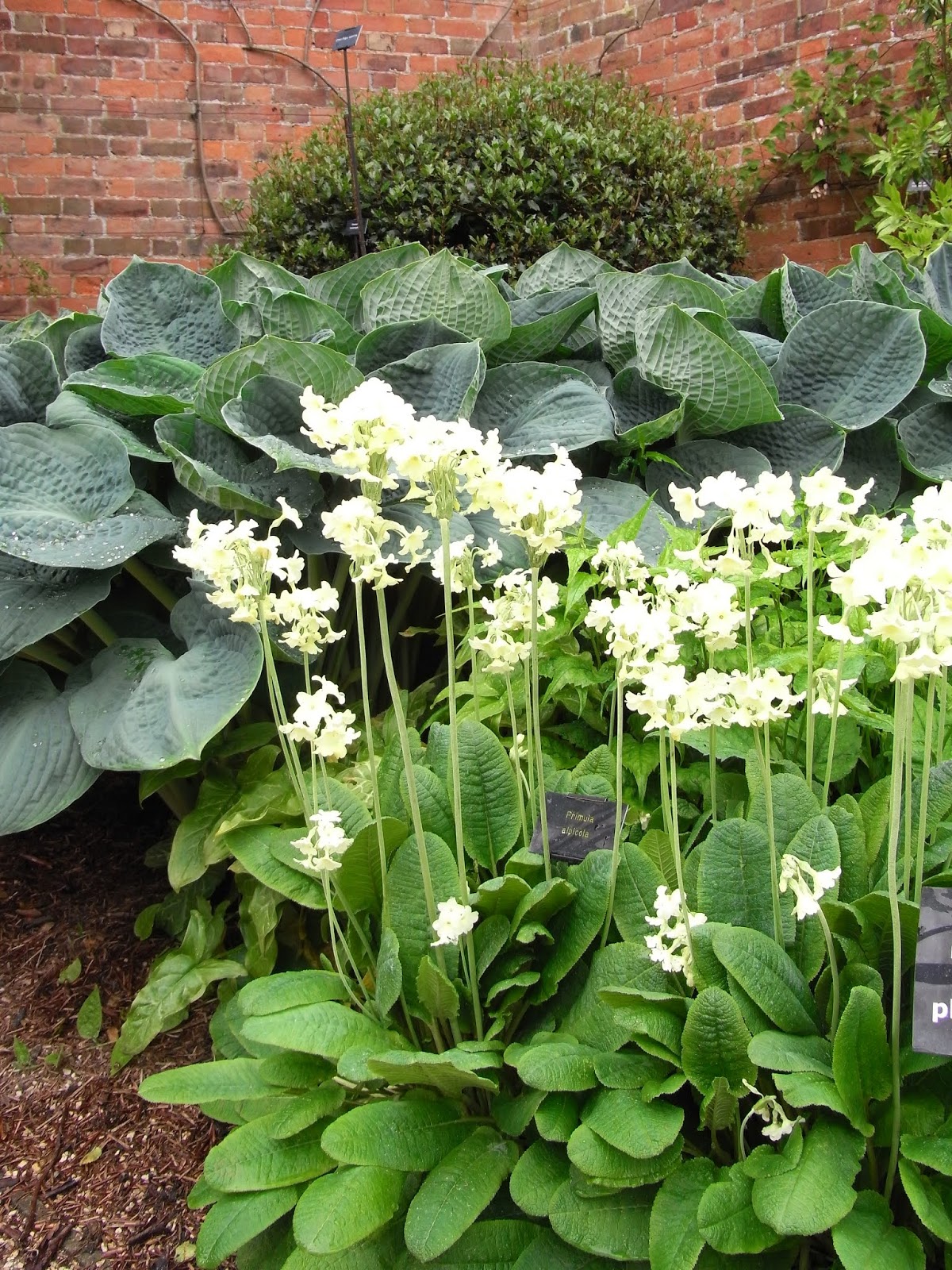 Stasher: Primula alpicola var alba