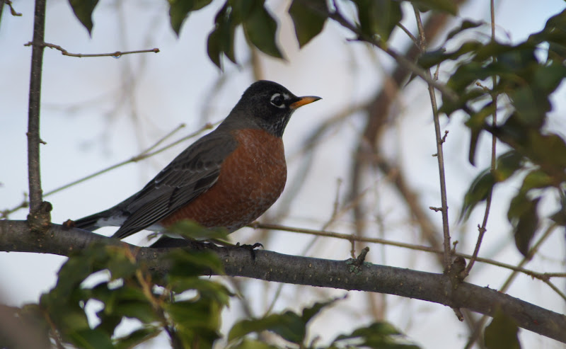 Things with Wings: Robins