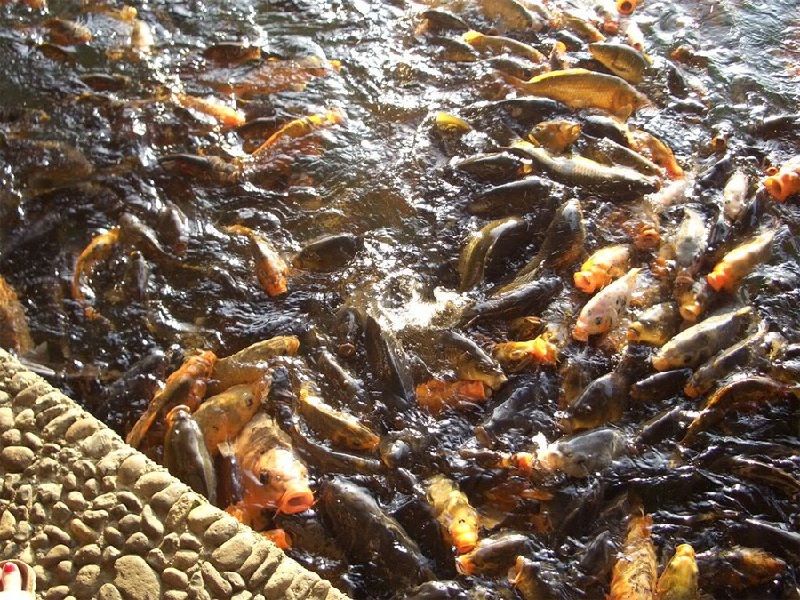 Cara Lengkap dan Mudah Budidaya Ikan Mas (Cyprinus Carpio)