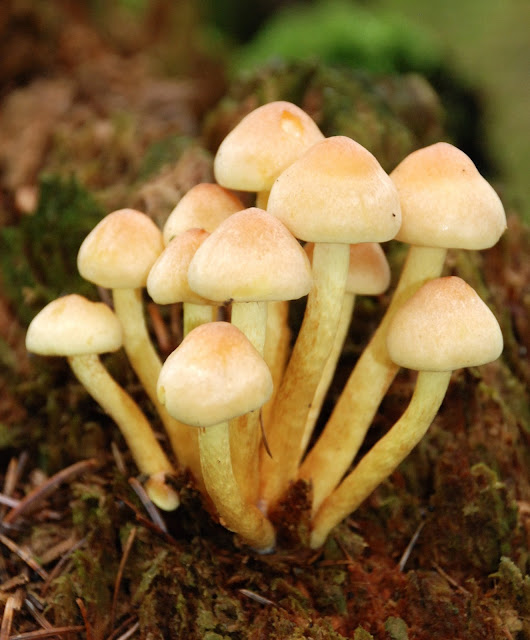 FORESTRY - LEARNING: FUNGI DEFINITION | Fungi are organisms that lack ...