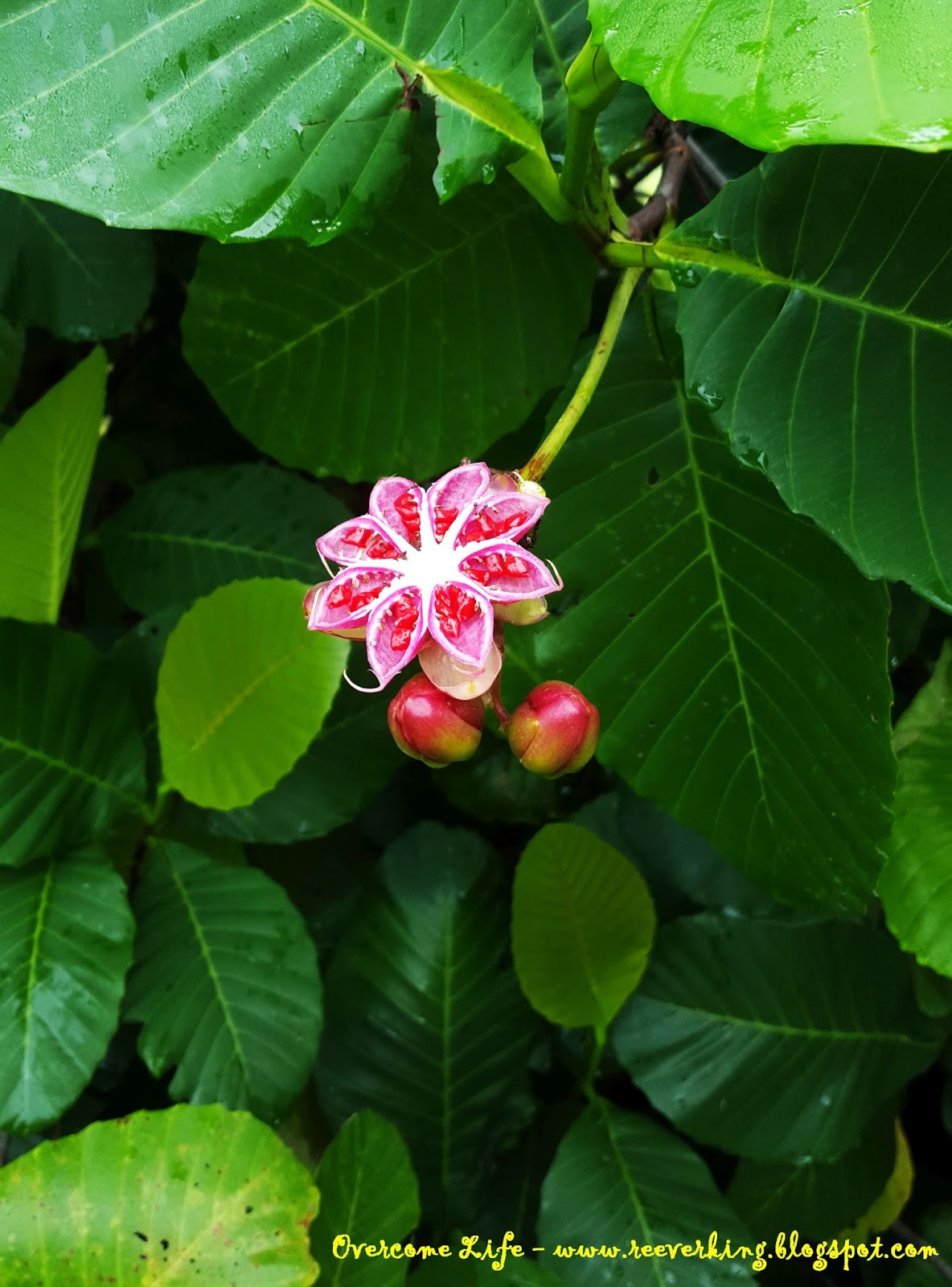 Overcome life: MacRitchie Trails Part 3 – MacRitchie Reservoir