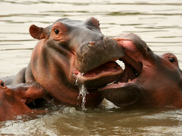 ANIMALS TIME : The 10 Best Hippos Pics