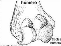miblogdeanatomía: El aparato locomotor 1