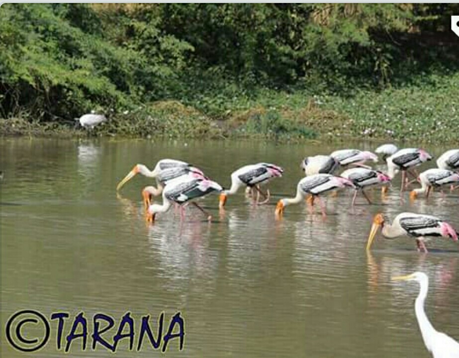 Amazing Places in The World to Visit: Thol Lake - Thol Bird Sanctuary ...