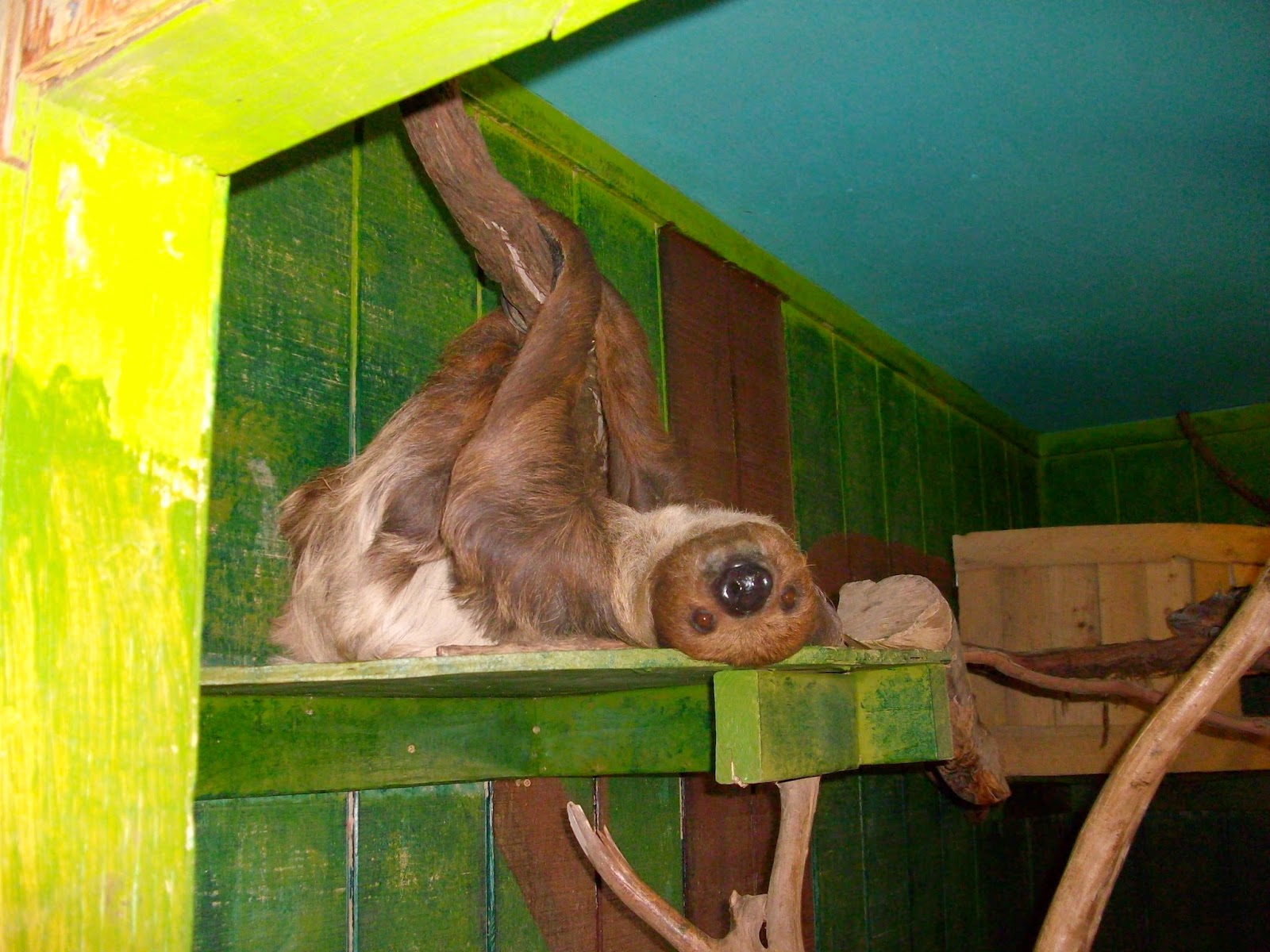 ZooZooReview: Best 100 Animals We Have Seen in Zoos (50-41)