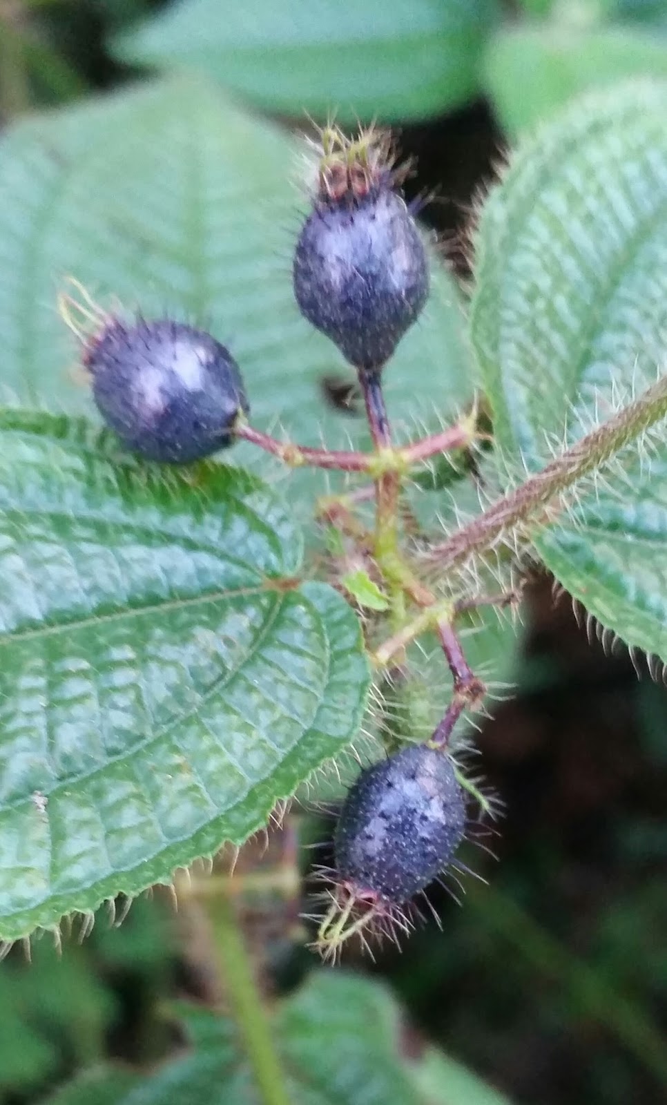 Warisan Petani: Pokok Senduduk Bulu.