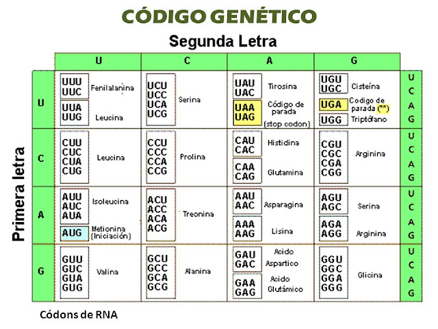 Resumo: Tradução | Bio Nota 10